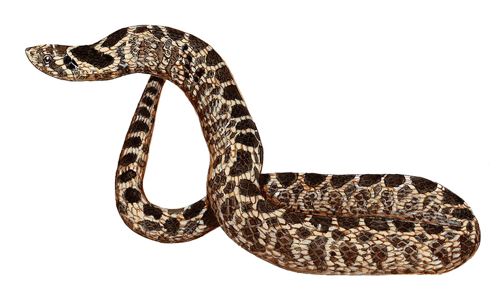 Conservación de la Fauna