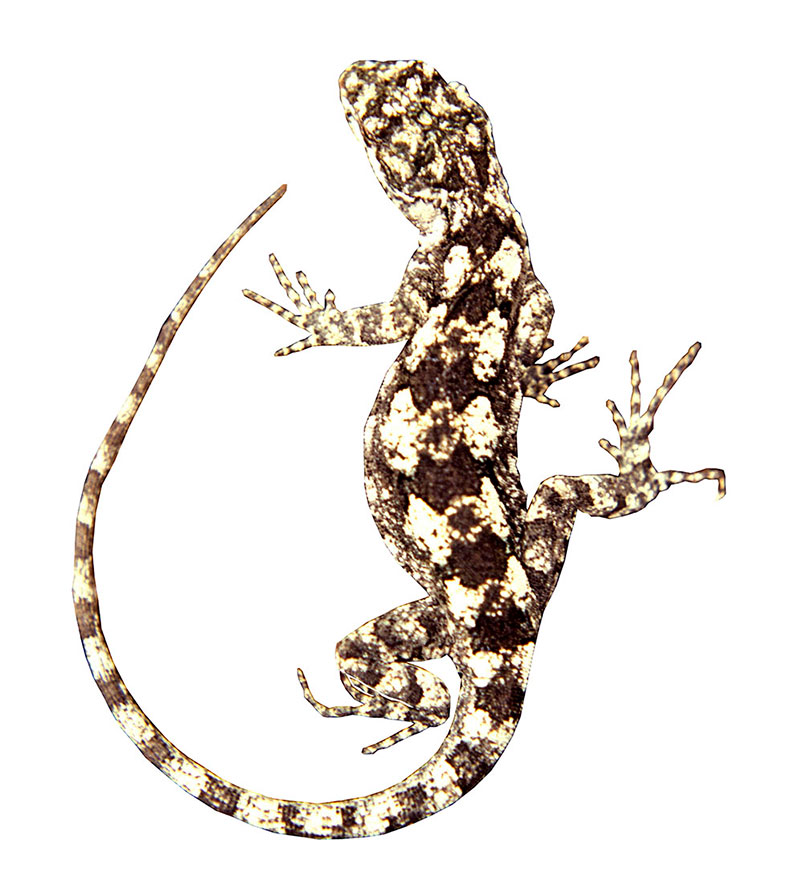 Conservación de la Fauna