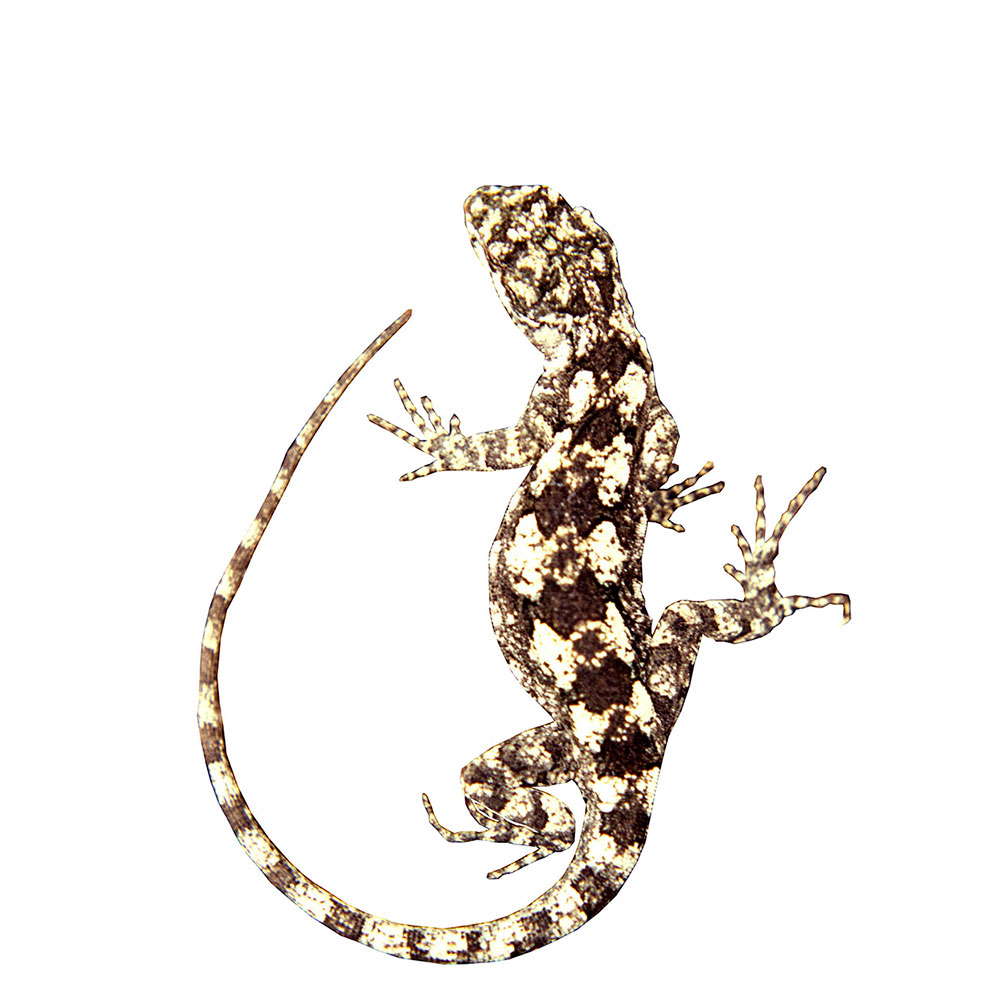 Conservación de la Fauna